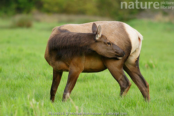 Stock photo of Roosevelt Elk grooming, showing rear markings {Cervus ...