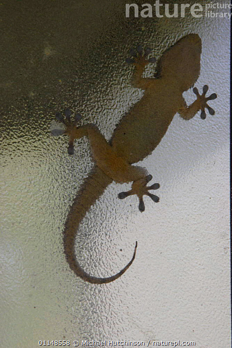 Stock photo of Silhouette of Moorish Gecko {Tarentola mauritanica} on ...