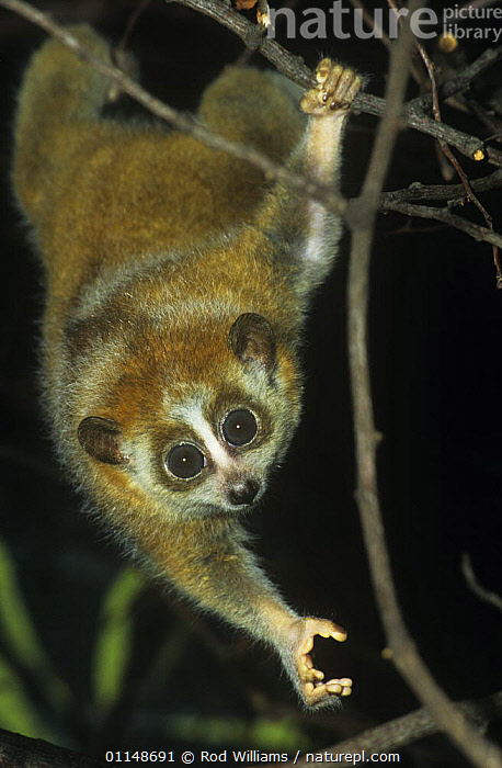 Stock photo of Pygmy slow loris {Nycticebus pygmaeus} juvenile reaching ...