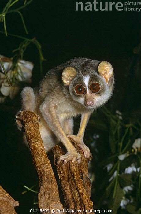Stock photo of Slender loris {Loris tardigradus} captive, endangered ...