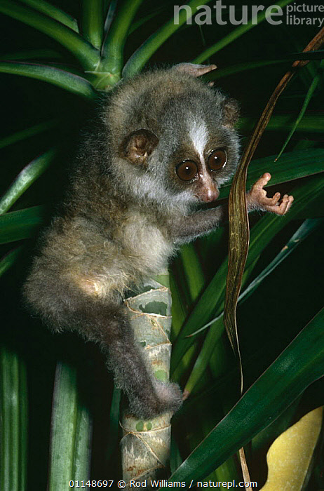Stock photo of Slender loris {Loris tardigradus nordicus} young male ...
