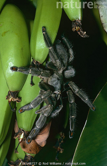 Stock photo of Trinidad chevron spider {Psalmopoeus cambridgei} on ...