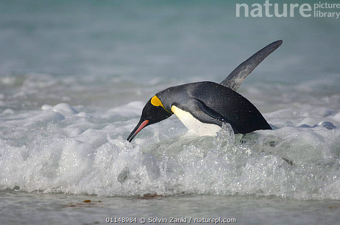 Stock photo of King penguin {Aptenodytes patagonicus} in shallow surf ...
