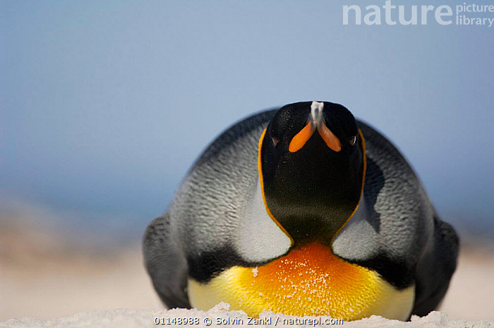 Stock photo of King penguin {Aptenodytes patagonicus} sliding on belly ...