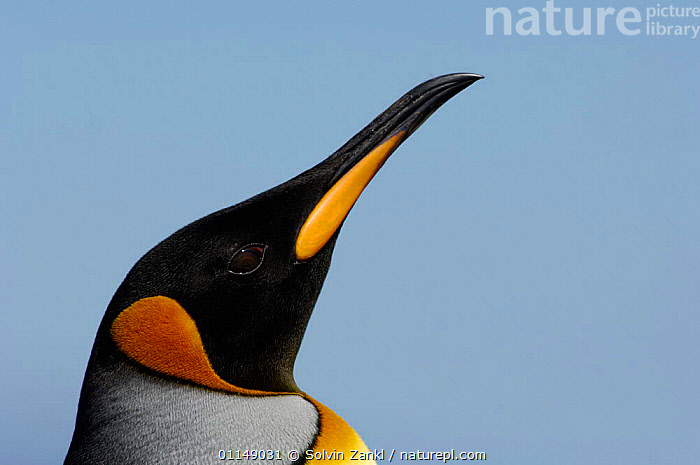 Stock photo of King penguin {Aptenodytes patagonicus} head profile ...