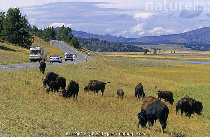 Stock photo of Tourists watching Bison {Bison bison} grazing beside ...
