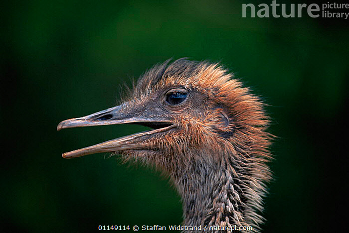 Stock photo of Common rhea portrait {Rhea americana}. Available for ...