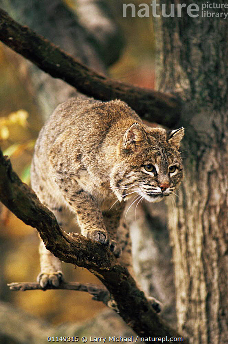 Stock photo of Bob cat in tree {Felis rufus} captive, Illinois, USA ...