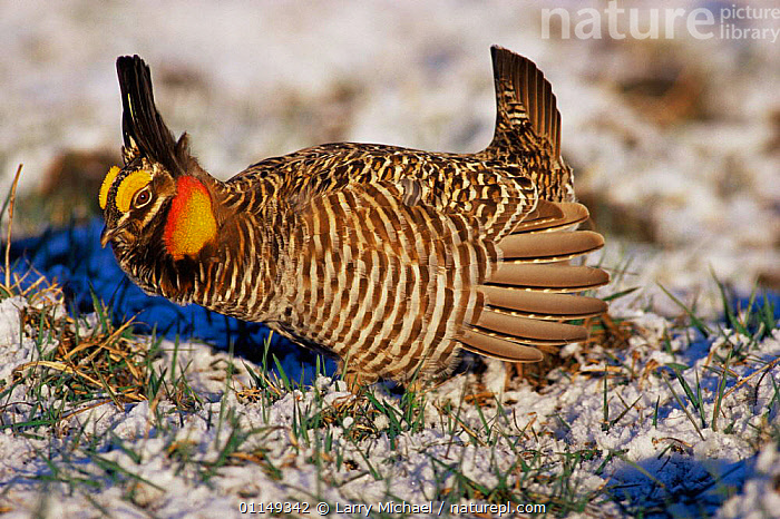 Stock photo of Prairie chicken {Tympanuchus cupido} mating display ...