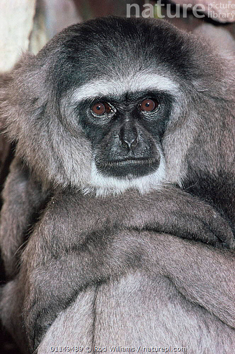 Stock photo of Moloch / Silvery gibbon {Hylobates moloch} critically ...