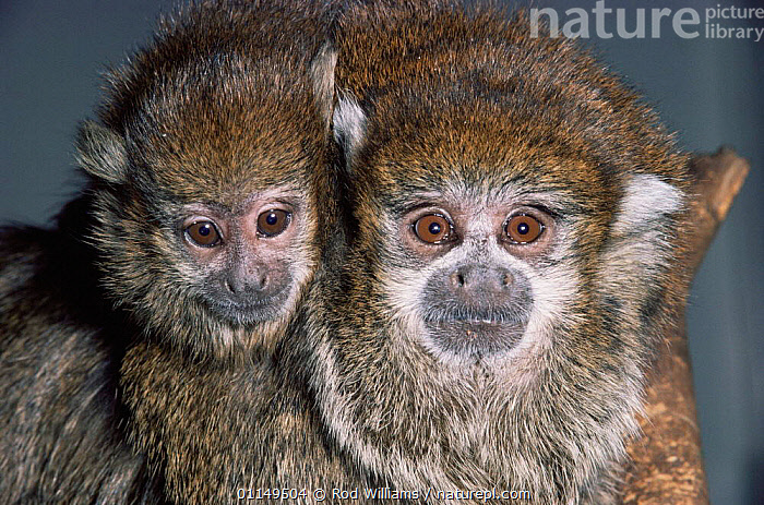 Stock photo of Dusky titi monkeys {Callicebus moloch} female with young ...