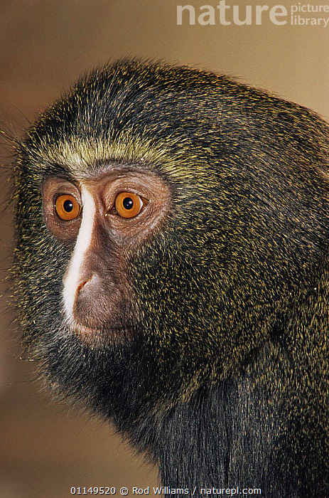 Stock photo of Hamlyn's owl faced monkey {Cercopithecus hamlyni} female ...