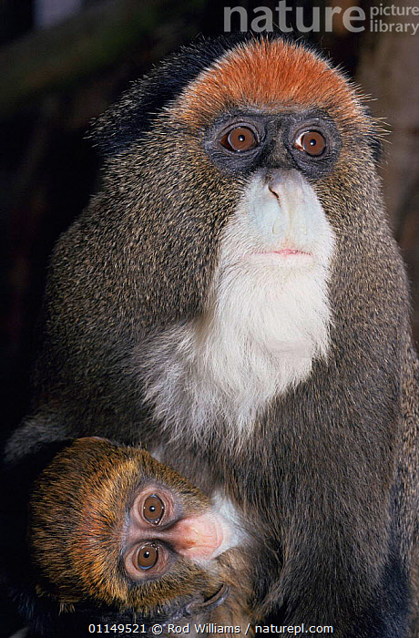 Stock photo of De Brazza's monkey {Cercopithecus neglectus} female with ...