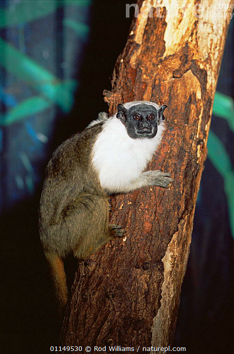 Stock photo of Pied bare faced tamarin {Saguinus bicolor bicolor ...