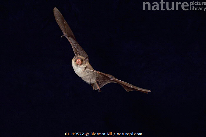 Stock photo of Natterer's bat {Myotis nattereri} flying, Germany ...