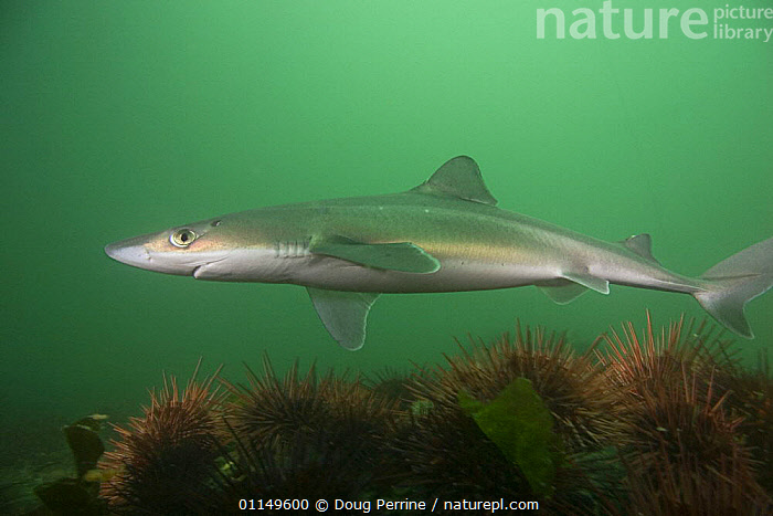 Stock photo of Spiny / Piked dogfish {Squalus acanthias} with Red sea ...