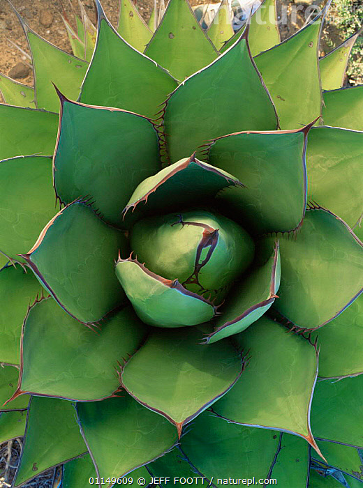 Stock photo of Coastal agave {Agave shawii} Sonoran Desert, Baja ...