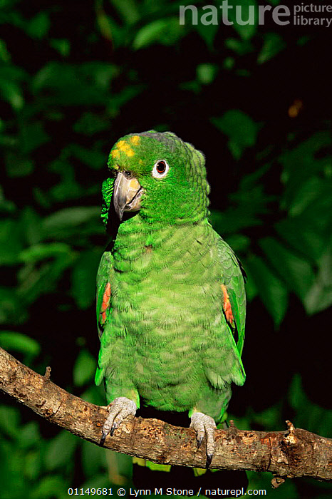 Stock photo of Mealy amazon parrot {Amazona farinosa} captive ...