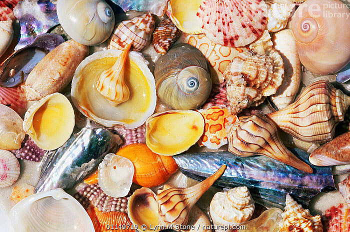 Stock photo of Sea shells on the beach, Florida, USA. Available for ...