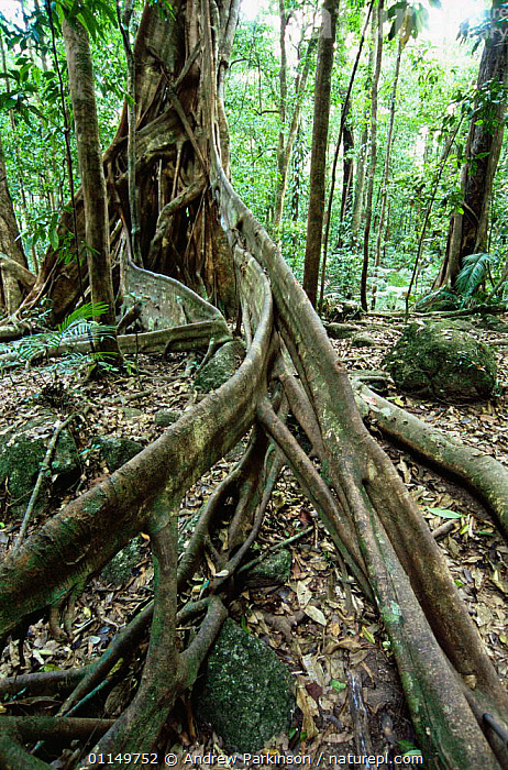 Stock photo of Roots of Giant strangler fig tree {Ficus sp} Daintree ...