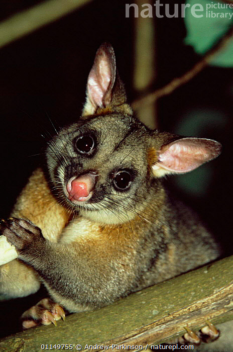 Stock photo of Common brushtail possom {Trichosurus vulpecula} wild in ...