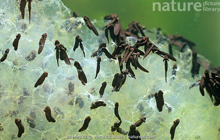 Stock photo of Tadpoles of Common frog hatching from frogspawn {Rana ...