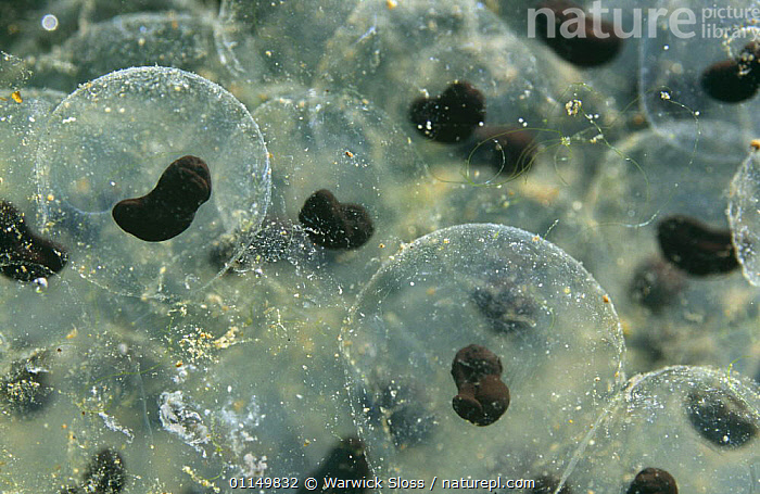 Stock photo of Embryos of Common frog developing within frogspawn {Rana ...