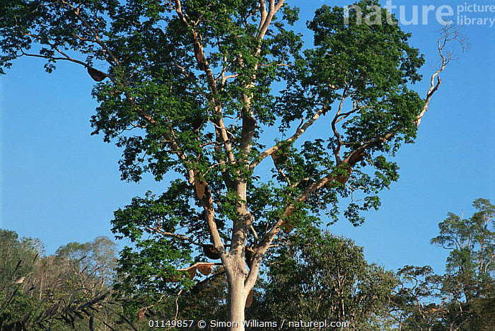 Stock photo of Giant honey bee nests {Apis dorsata} in {Compassia sp ...