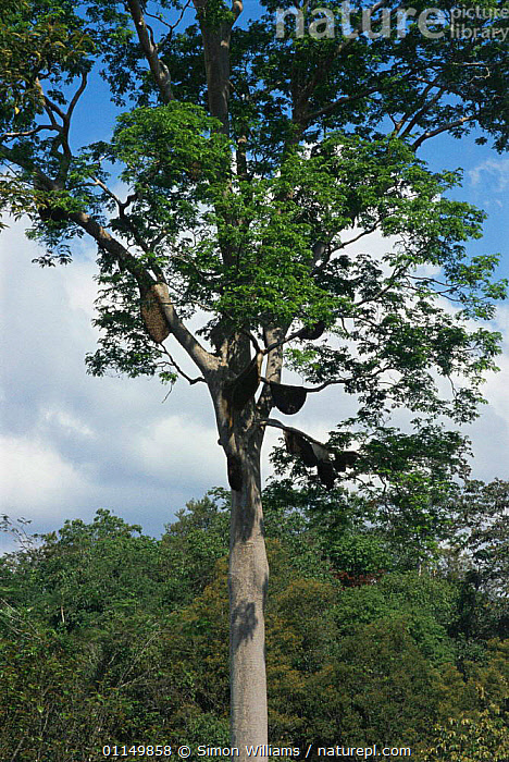 Stock photo of Giant honey bee nests {Apis dorsata} in {Compassia sp ...