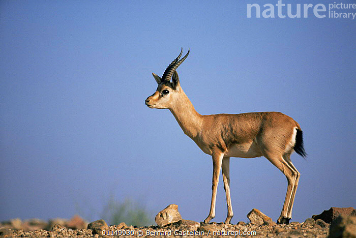 Stock photo of Indian gazelle / Chinkara {Gazella bennetti} Rajasthan ...