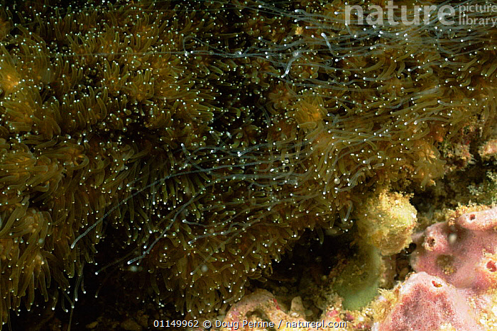 Stock photo of Soft coral feeding at night with extended sweeper polyps ...