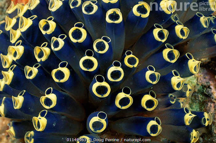 Stock photo of Tunicates / Sea squirts {Clavelina robusta} Gato Island ...