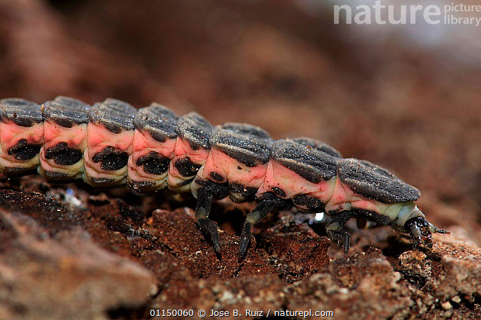 Stock photo of Glow worm {Lampyris noctiluca} larva, Spain.. Available ...