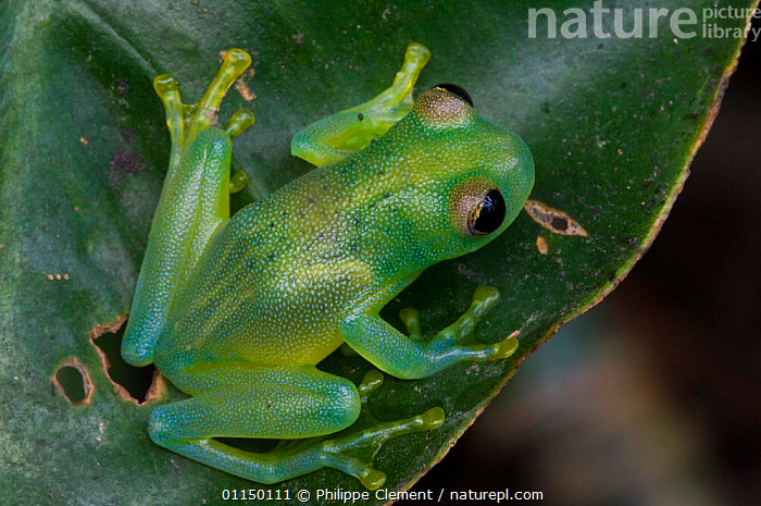 Stock photo of Grainy Cochran Frog / Granular Glass Frog {Cochranella ...