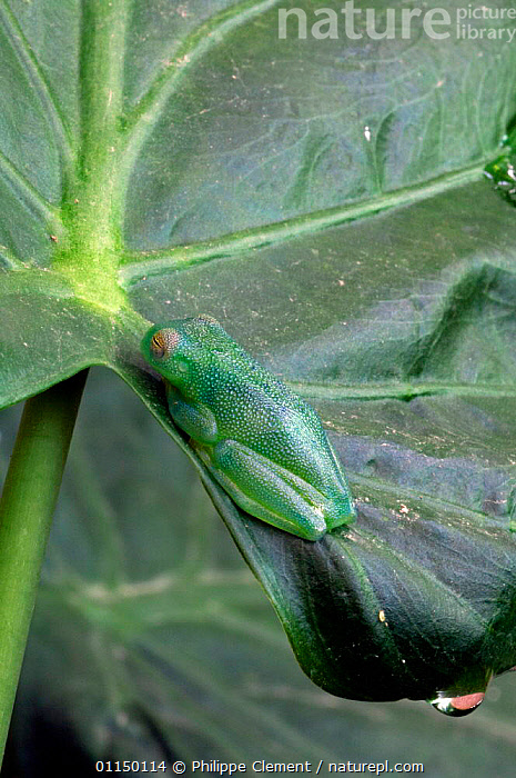 Stock photo of Grainy Cochran Frog / Granular Glass Frog {Cochranella ...