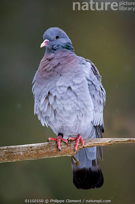 Stock photo of Stock dove {Columba oenas} puffed up for warmth in ...