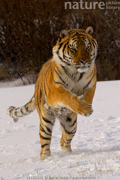 Stock photo of Siberian Tiger {Panthera tigris altaica} running in snow, captive, USA ...