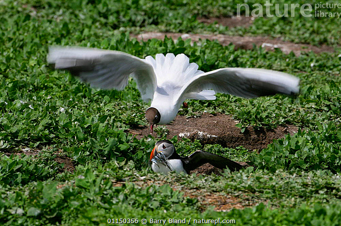 Stock photo of Black Headed Gull attacking Atlantic Puffin {Fratercula ...