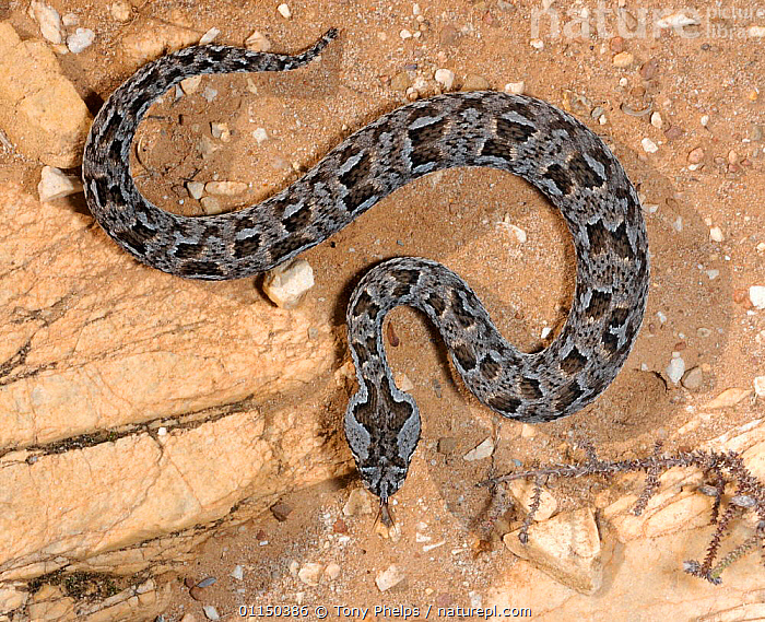 Stock photo of Red Adder {Bitis rubida} snake dorsal view of adult male, Swartberg Mts ...
