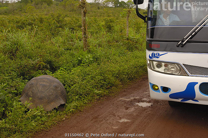Stock photo of Bus driving past Galapagos Giant Tortoise {Geochelone ...
