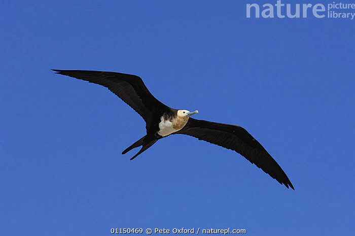 Female Frigate Bird