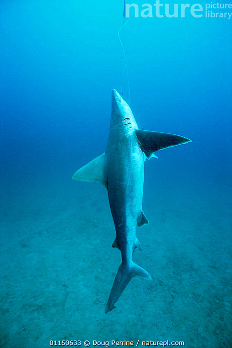 Stock photo of Dead Sandbar shark hanging under fishing boat ...