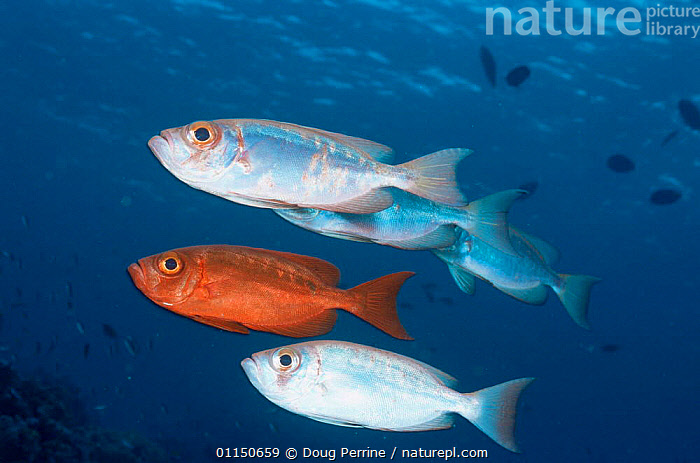 Stock photo of Two colour phases of Goggle eye fish {Priacanthus hamrur ...
