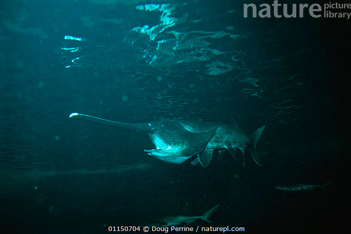 Stock photo of Mississippi paddlefish {Polyodon spathula} captive ...