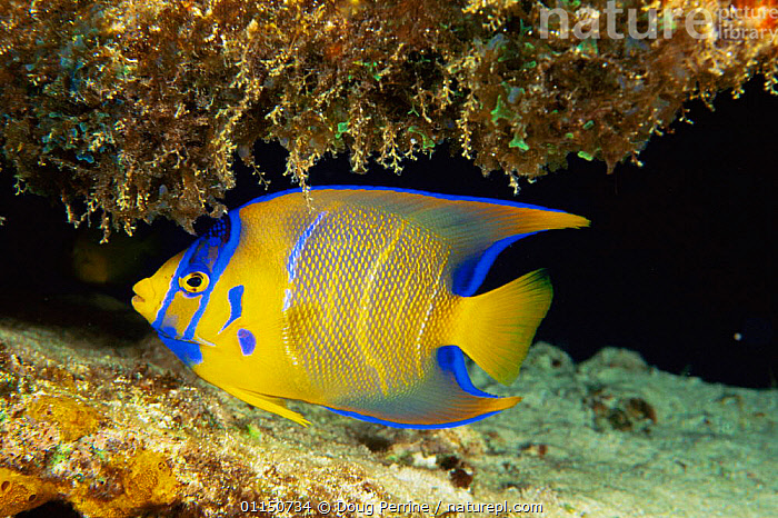 Stock photo of Juvenile Queen angelfish {Holacanthus ciliaris} Bahamas ...