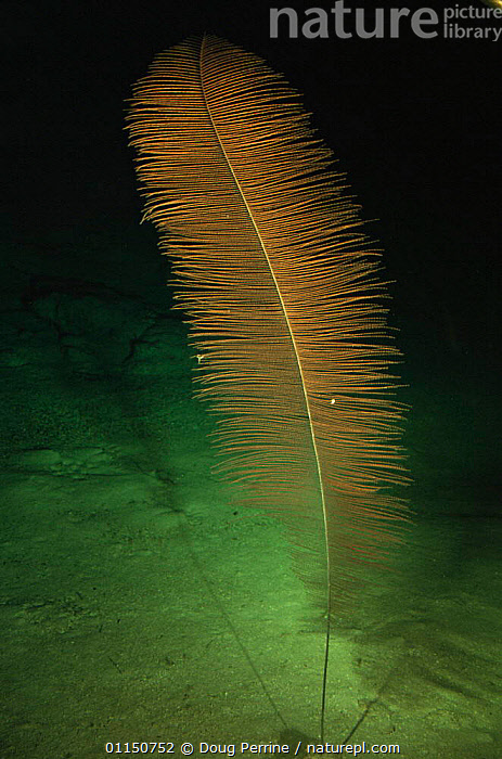 Stock photo of Bottlebrush black coral {Parantipathes tetrasticha ...