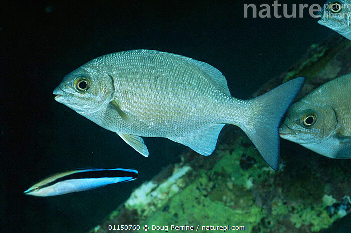 Stock photo of Blue sea chub / Topsail drummer fish {Kyphosus ...