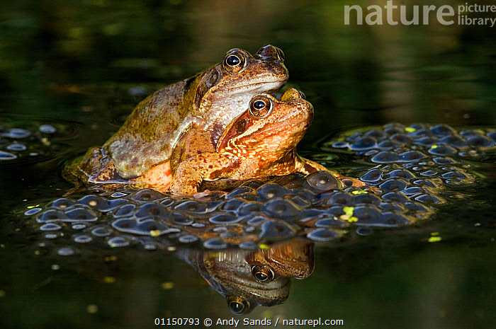 Stock photo of Common Frogs {Rana temporaria} in amplexus mating among ...