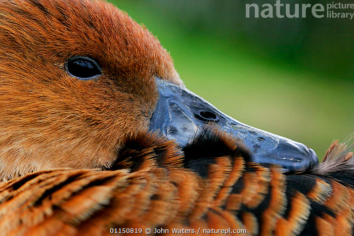 Fulvous Whistling Duck