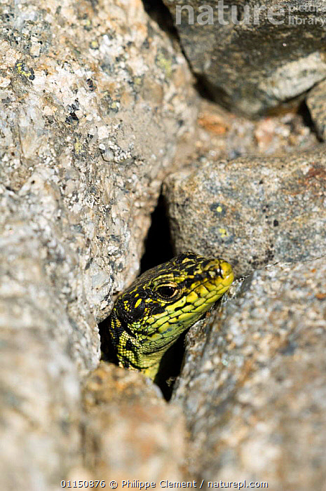 Stock photo of Iberian mountain / rock lizard {Iberolacerta / Lacerta ...